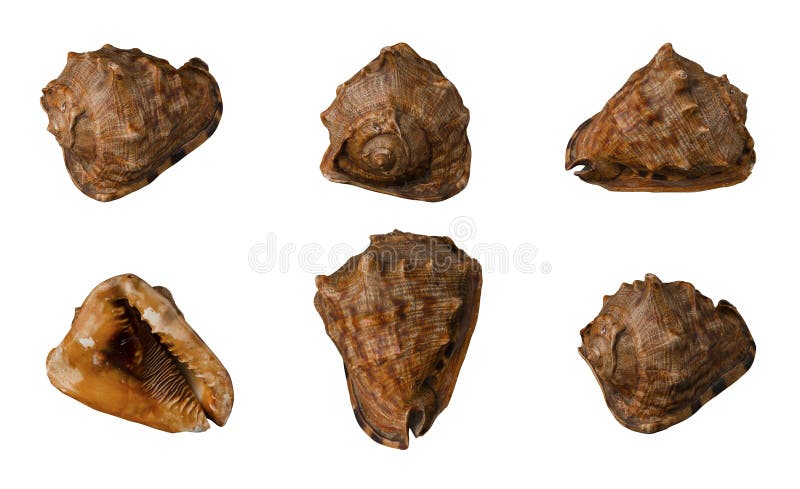 Seashell Different Angles Stock Photos - Free & Royalty-Free Stock ...