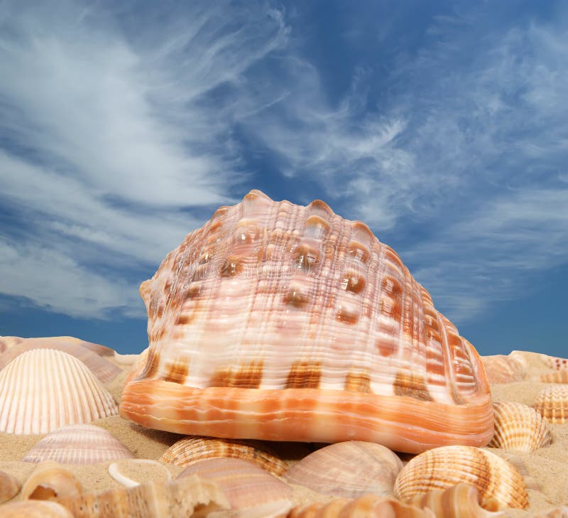 Large seashell on the sand stock photo. Image of seashells - 20803594