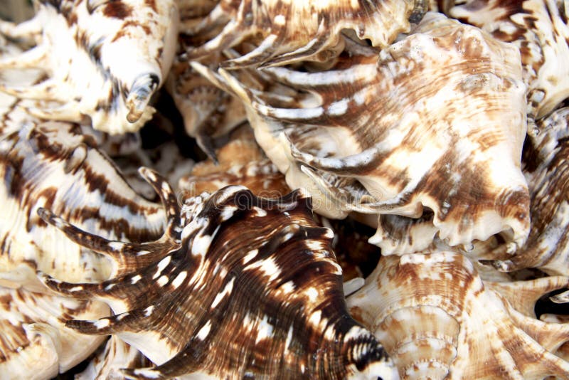 Large seashells stock photo. Image of nature, mollusk - 218333126