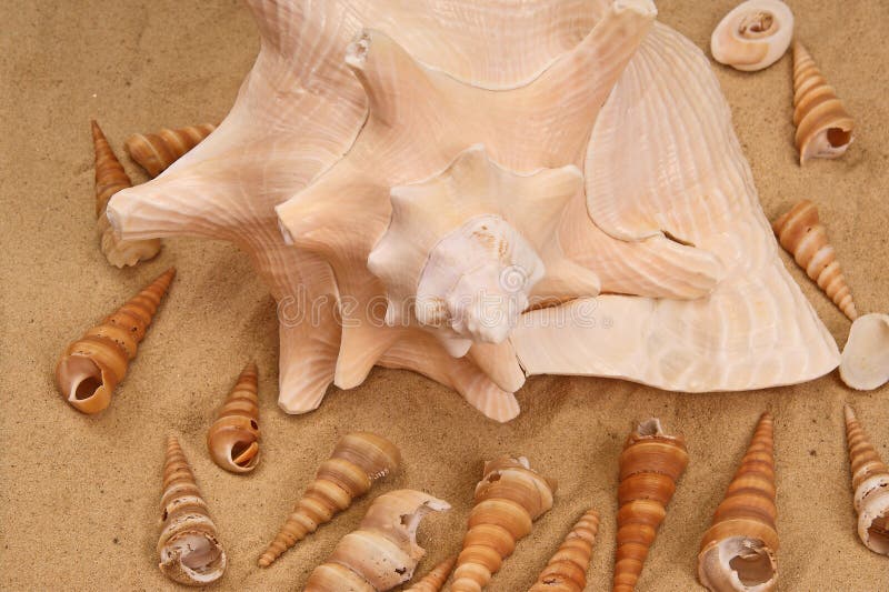 Large Seashells on the Sand Stock Image - Image of vacations, shells ...