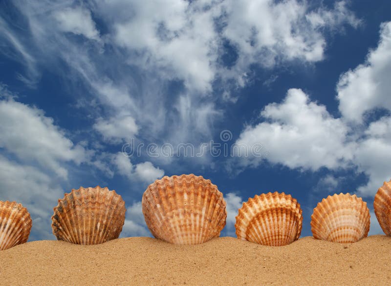 Large Seashells on the Sand Stock Image - Image of vacations, shells ...