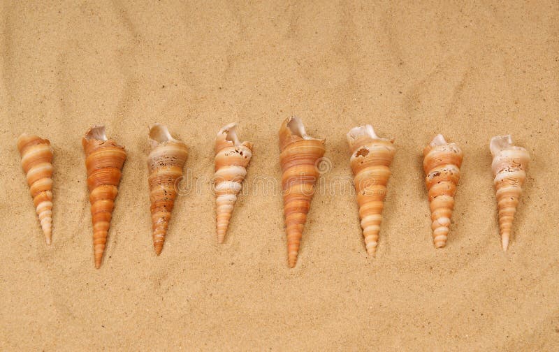 Large Seashells on the Sand Stock Image - Image of vacations, shells ...