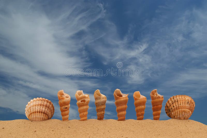 Large Seashells on the Sand Stock Image - Image of vacations, shells ...