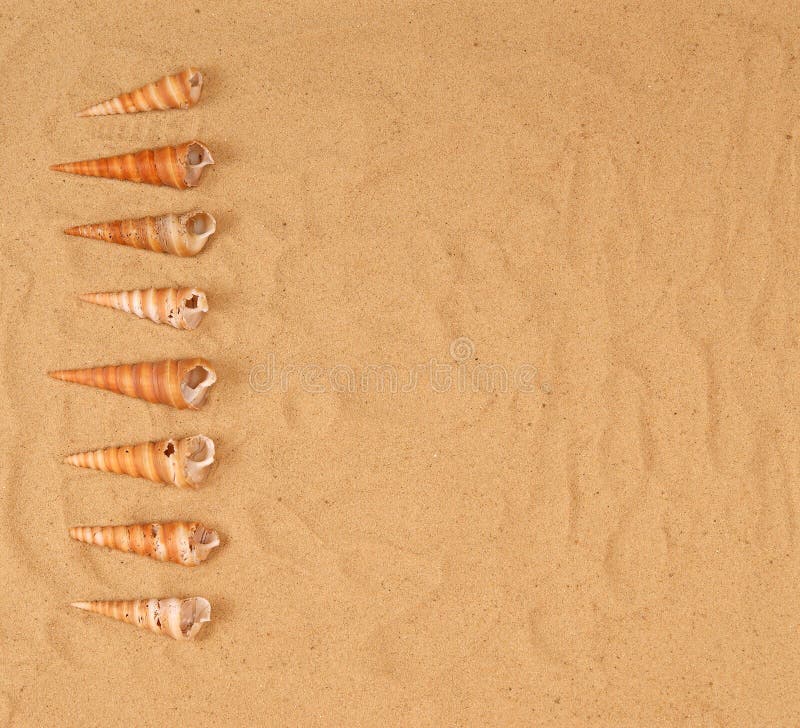 Large Seashells on the Sand Stock Image - Image of vacations, shells ...