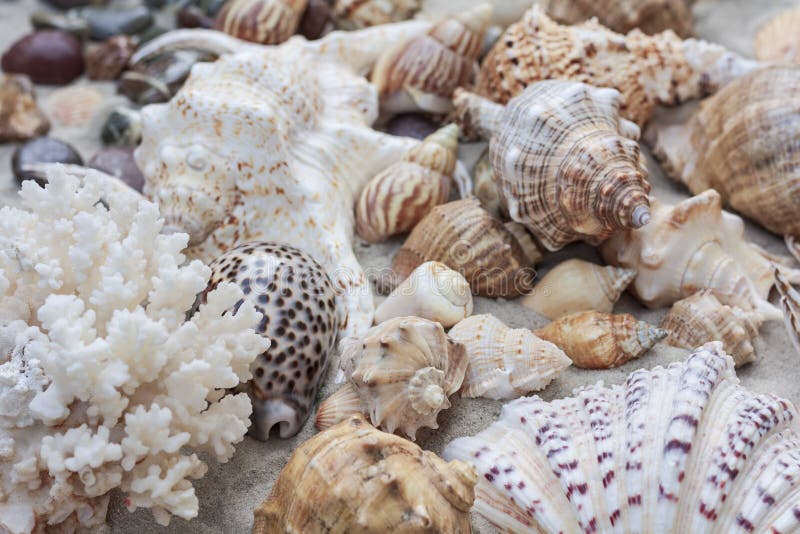 Large Seashells on the Sand Stock Image - Image of vacations, shells ...