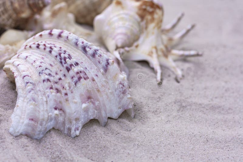 Large Seashells on the Sand. Summer Beach Background Stock Photo ...