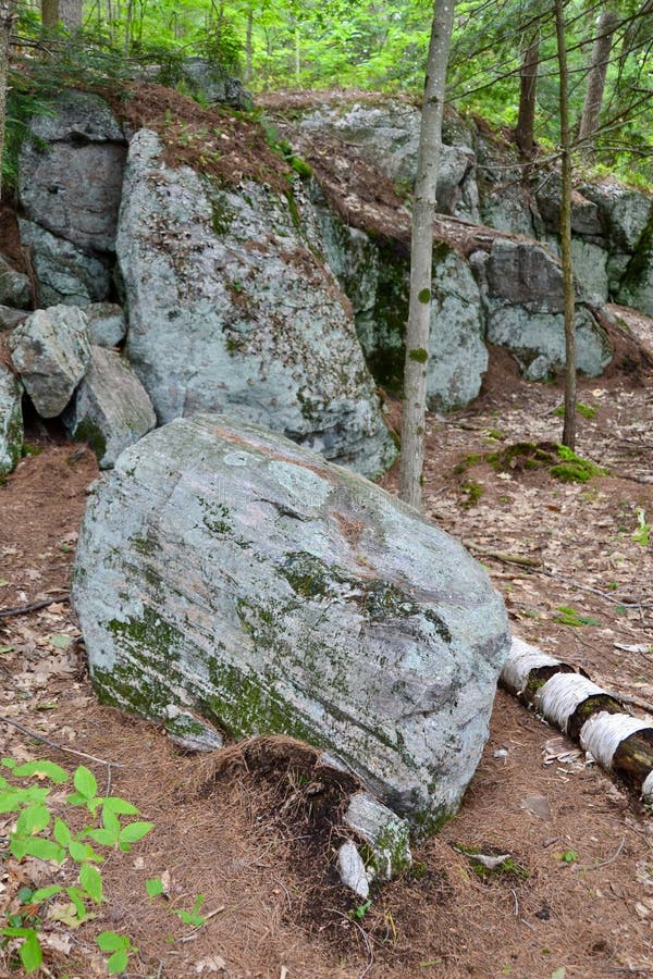 Large Section of Exposed Granite Bedrock Surrounded by Tree Trunks at ...