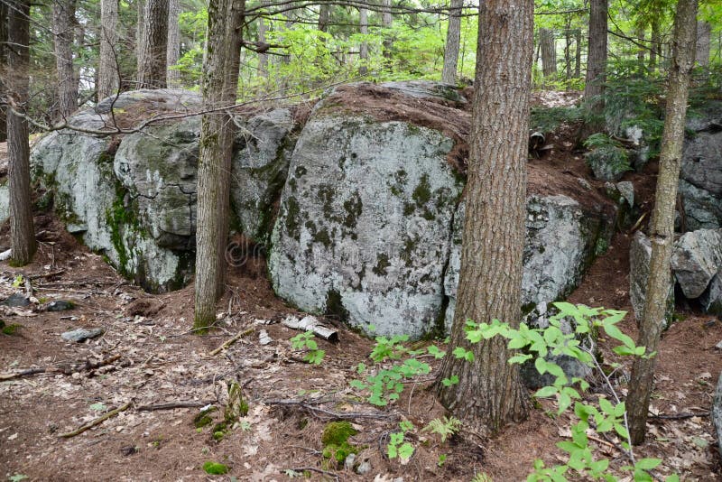 Large Section of Exposed Granite Bedrock Surrounded by Tree Trunks at ...