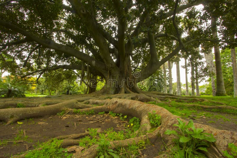 Secular Tree with a Long Roots Stock Photo - Image of green, oldest ...