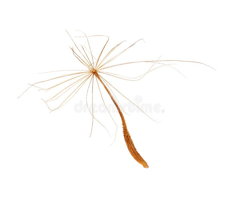 Single Dandelion Seed on White Stock Image - Image of development ...