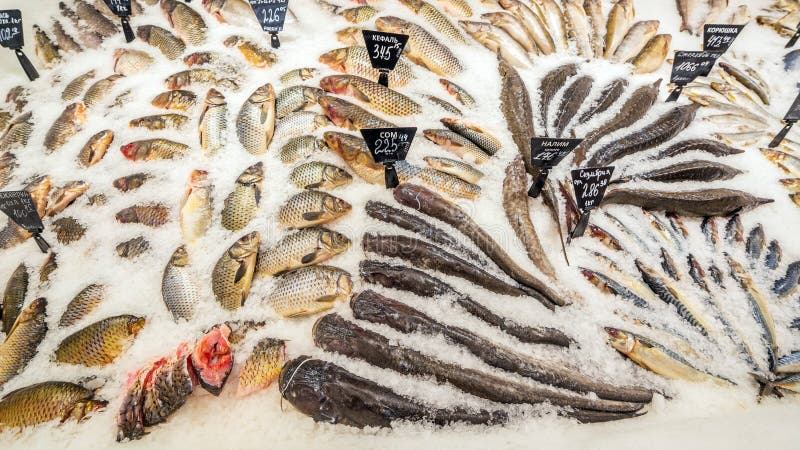 A Large Selection of Fresh Fish Lying in the Ice on the Counter of the ...