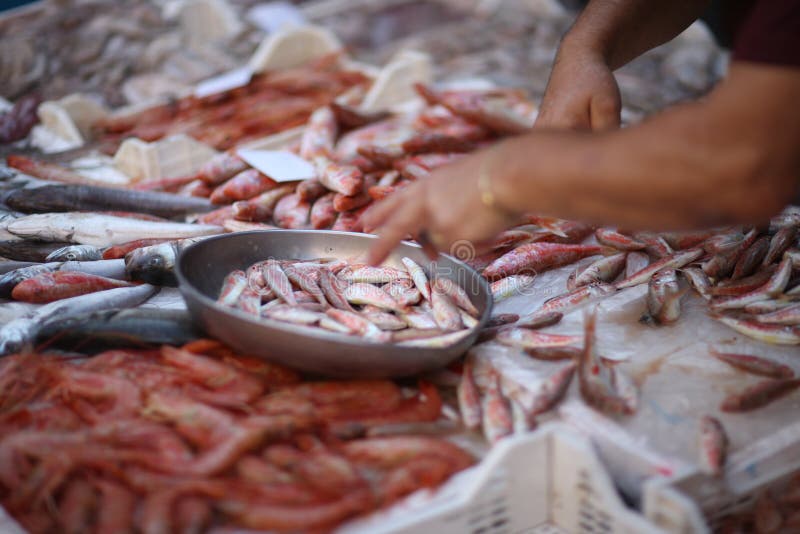 Large selection of seafood stock photo. Image of market - 96592292