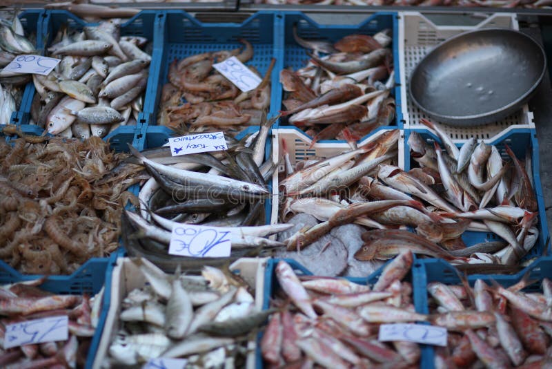 Large selection of seafood stock photo. Image of subtropics - 96592332