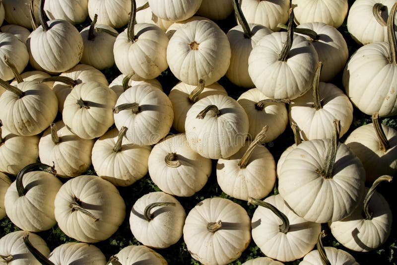 Large Selection of White Pumpkins Stock Image - Image of large, october ...