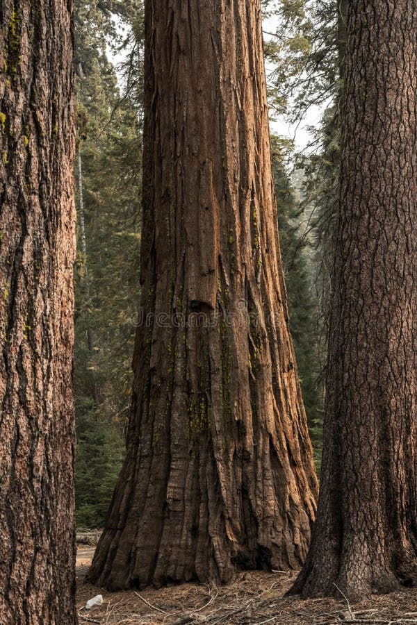Large Sequoia Stands in the Back Behind Two Large Pine Trees Stock ...