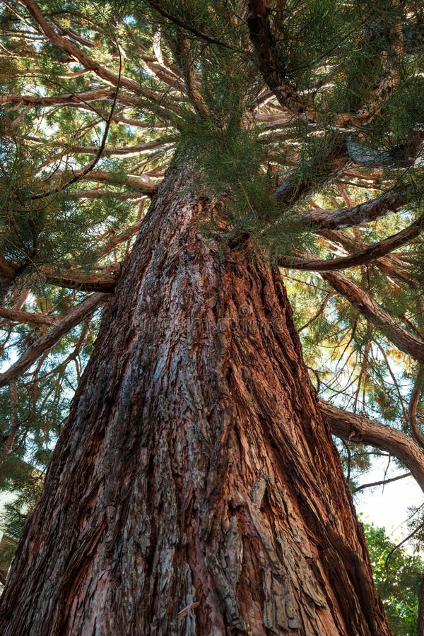 Large Sequoia Tree Trunk with Red Bark, Large Stretching Branches ...