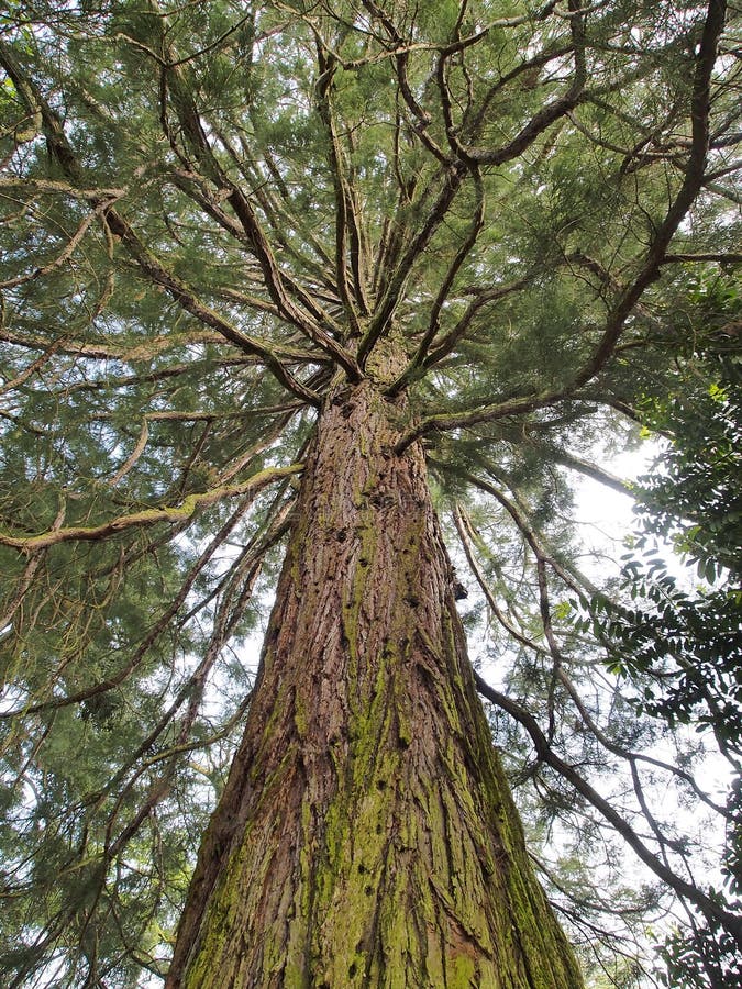 Large Sequoia, View from Below Stock Image - Image of tall, huge: 71486075