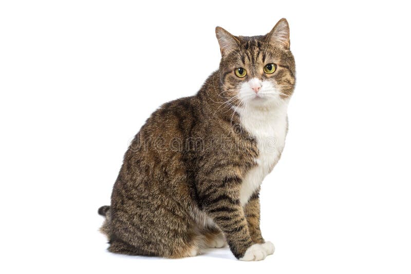 Large and serious grey cat stock image. Image of studio - 238381827