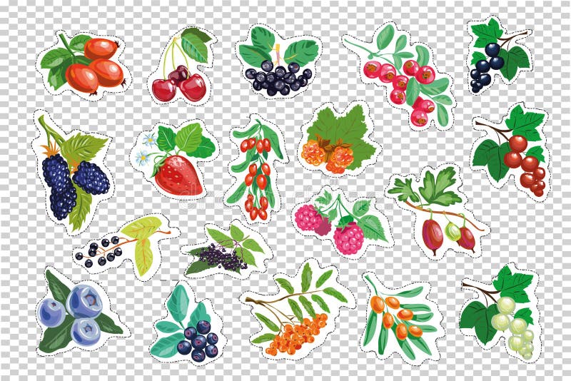 Large Set of Berries. Vector Isolated Stock Vector - Illustration of ...