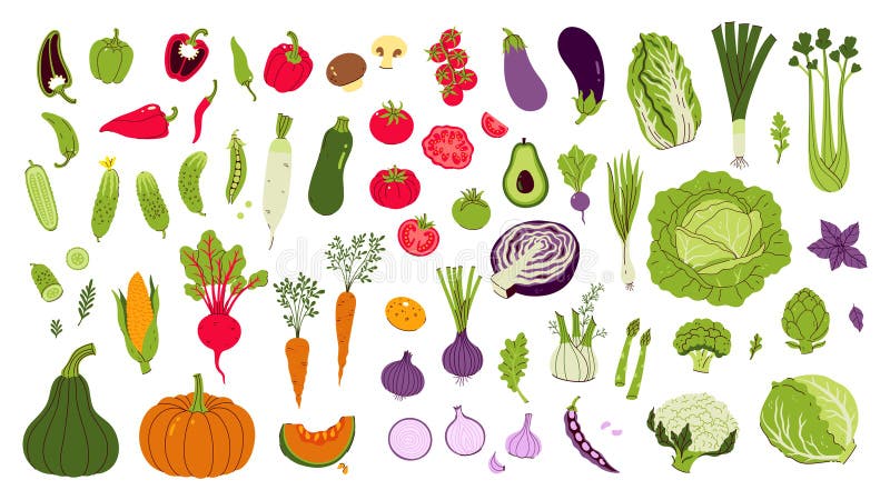 Large Set of Different Vegetables Isolate on White Background. Vector ...