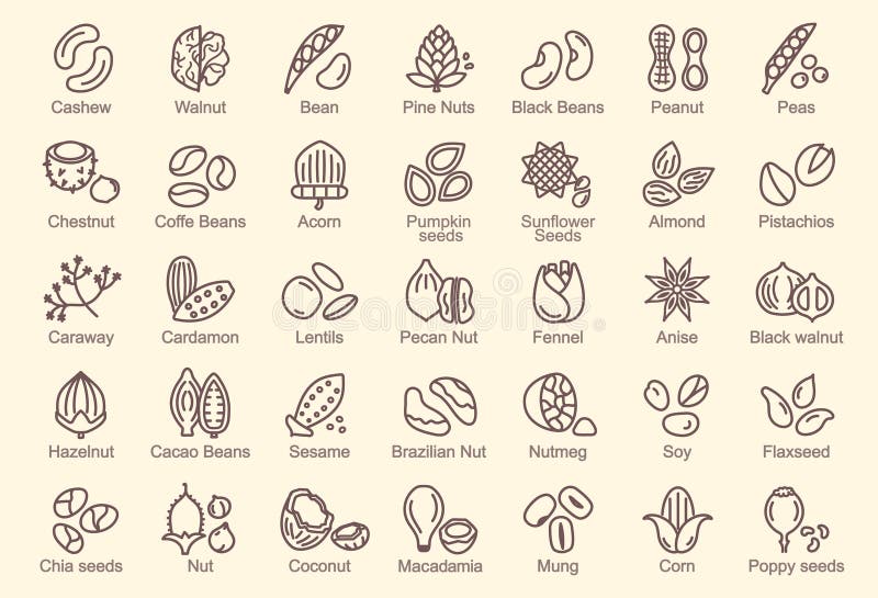 Large Set of Line Drawn Icons for Nuts and Seeds with Names Below Stock ...