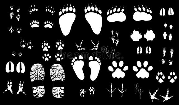 Tiger Tracks Stock Illustrations – 372 Tiger Tracks Stock Illustrations ...