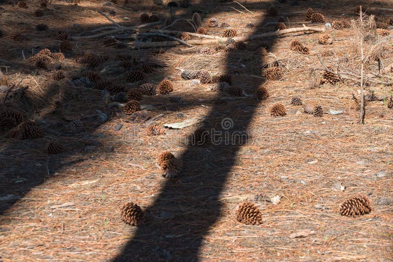 A Large Shadow of a Tree is Cast on the Ground Stock Photo - Image of ...