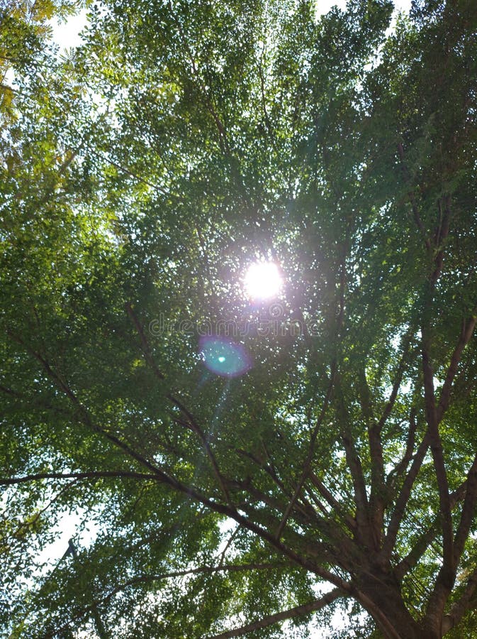 Big Shady Tree and Sunshine Stock Photo - Image of summer, environment ...