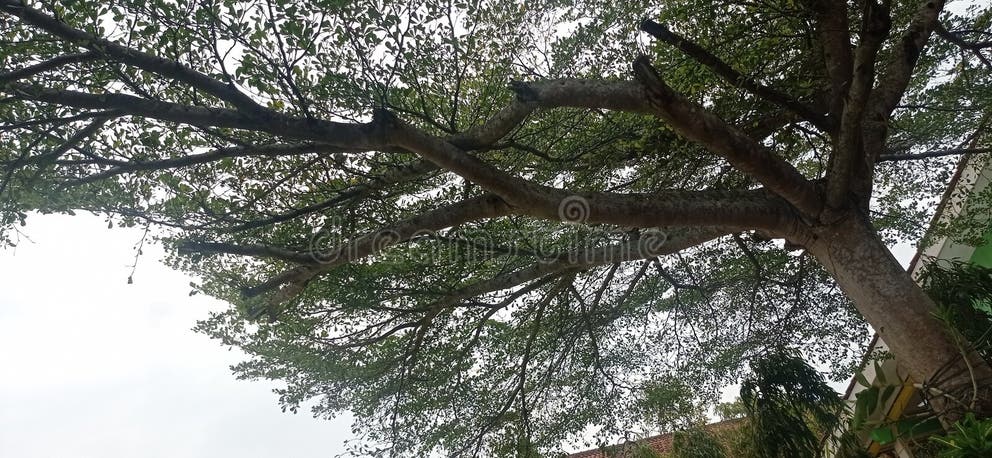 A Large, Shady Tree with Leaves Starting To Fall and Sprout Stock Image ...