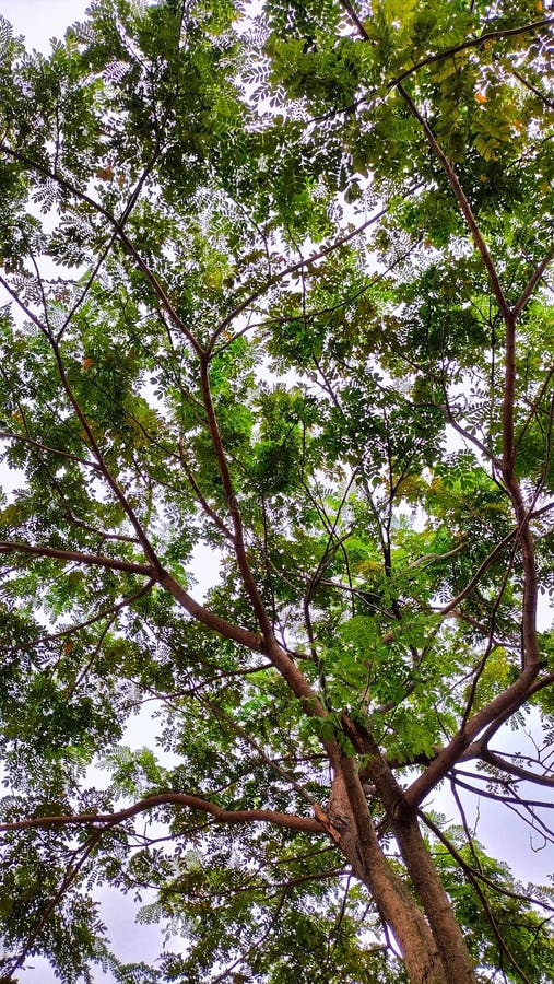 A Large Shady Tree Looks Down Stock Image - Image of shady, large ...