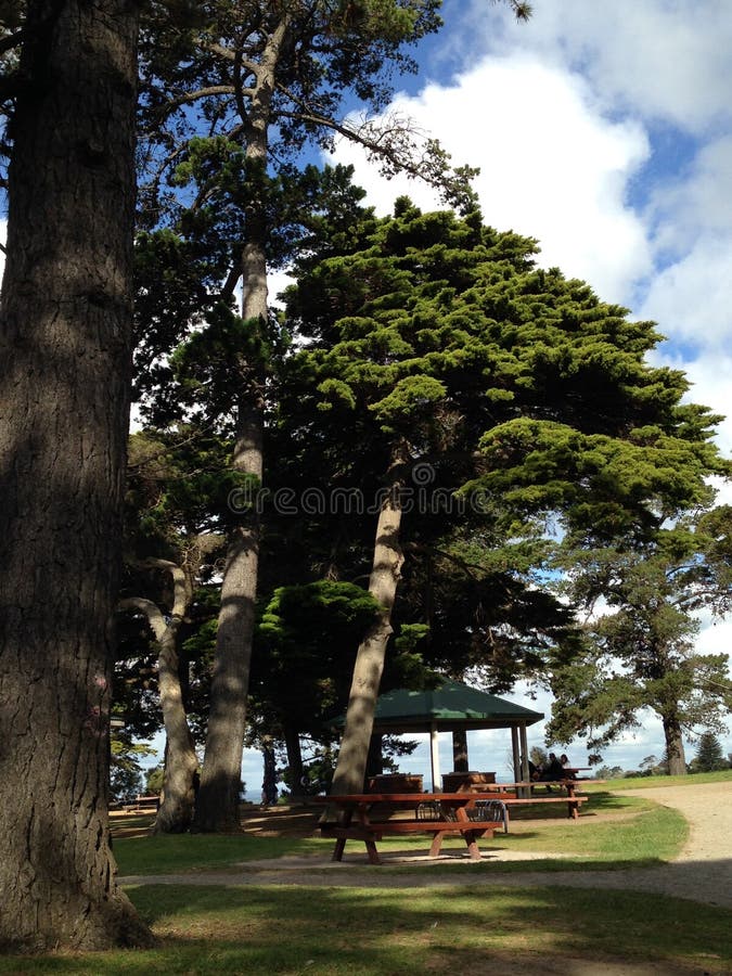 Large Shady Tree Over a Park Canopy Stock Image - Image of environment ...