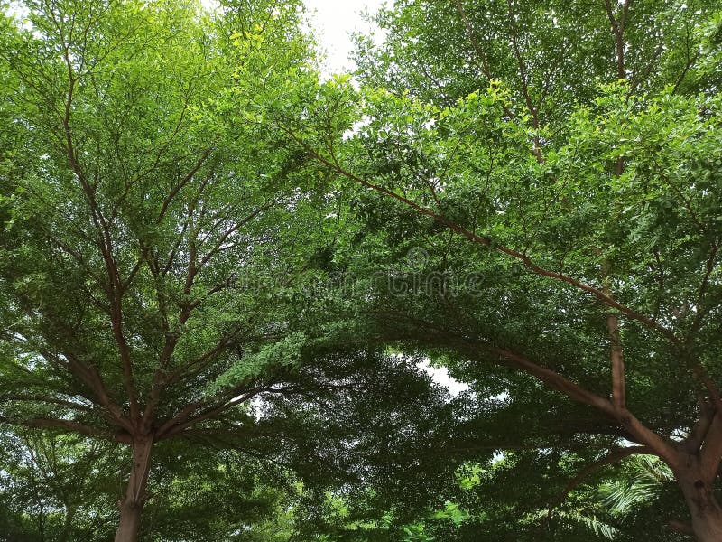 Large and Shady Trees in Tropical Areas in the Afternoon Stock Image ...