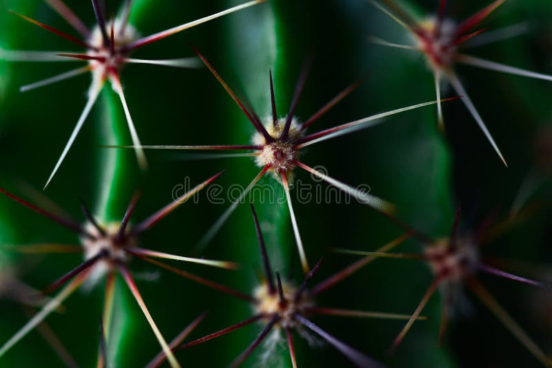 Large Sharp Thorns on a Home Green Cactus Stock Photo - Image of ...