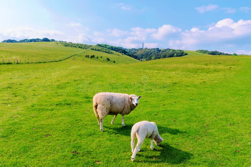 Large Sheep with Little Lamb Stock Photo - Image of follow, countryside ...