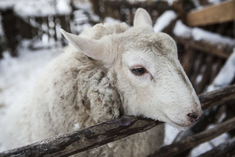 Large Sheep in the Snow in the Winter in a Shelter in a Rustic Farm ...