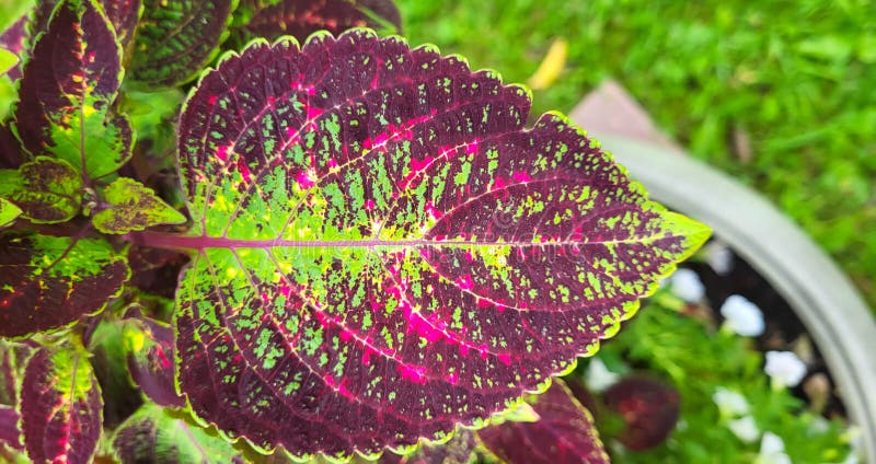 A Large Sheet of Coleus Multicolored on a Bright Sunny Day Stock Image ...