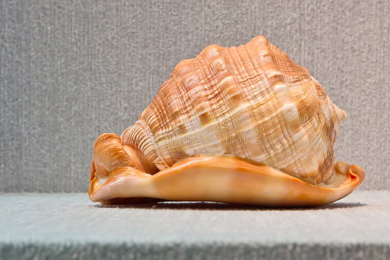 A large shell stock image. Image of accessories, elegant - 24233569