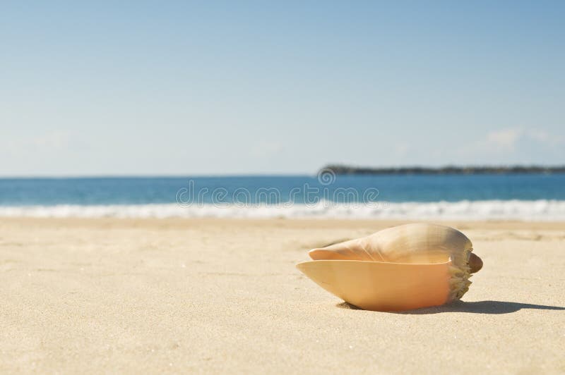 Large shell and beach stock image. Image of australia - 15509543