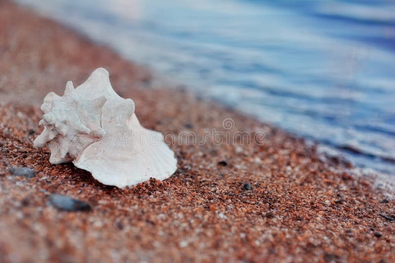 Large shell stock image. Image of summer, wave, natural - 32293659