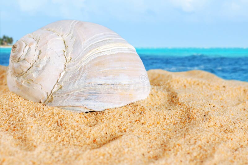 Large Shell On Beach Sand Of The Caribbean Stock Image - Image of food ...