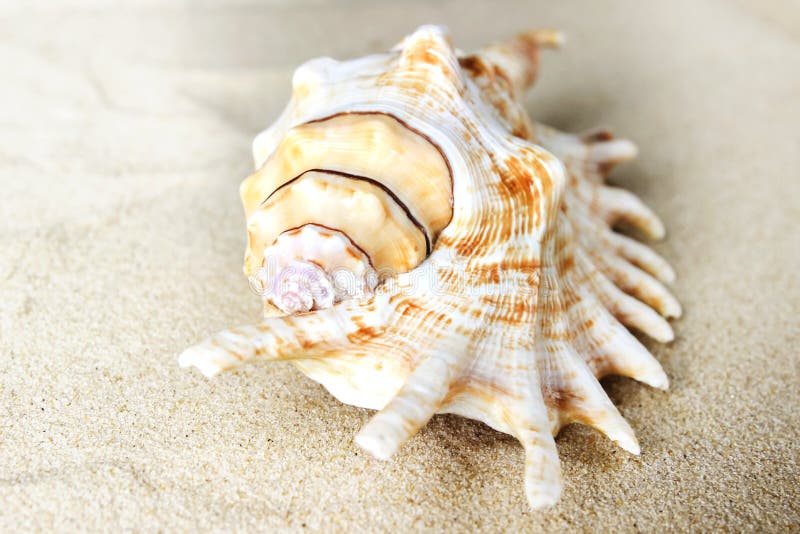 A Large Shell of an Interesting Shape Lies on the Sand Stock Photo ...
