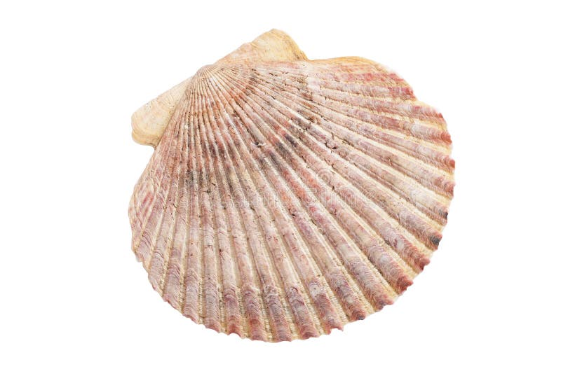 Large Shell Isolated on White Background Stock Photo - Image of ocean ...