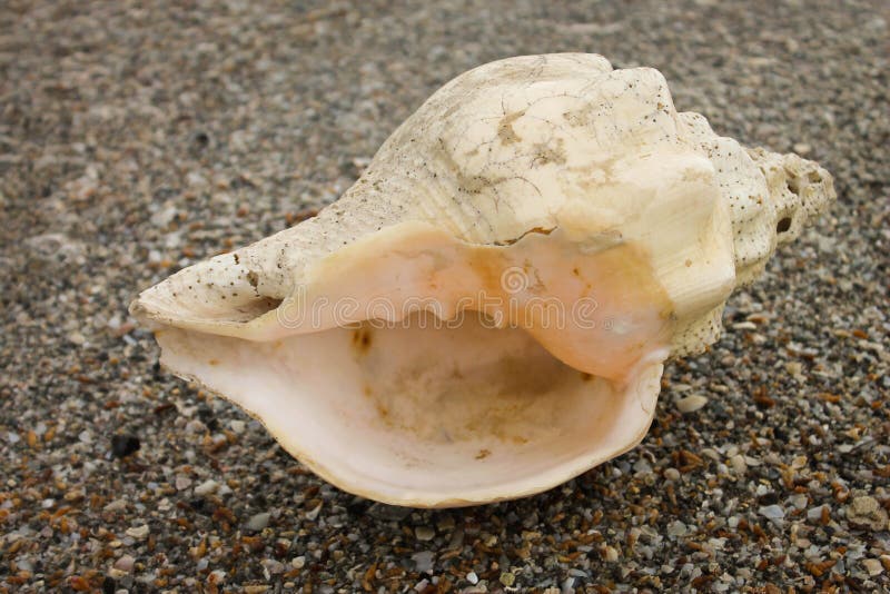 A Large Shell Lies on the Sea Shore Stock Image - Image of lies ...