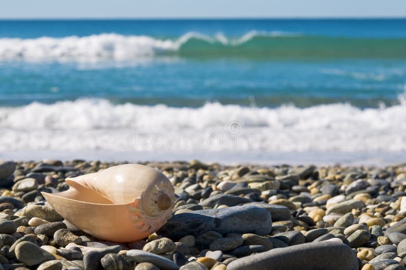 Large Shell On Rocky Beach Picture. Image: 15613368