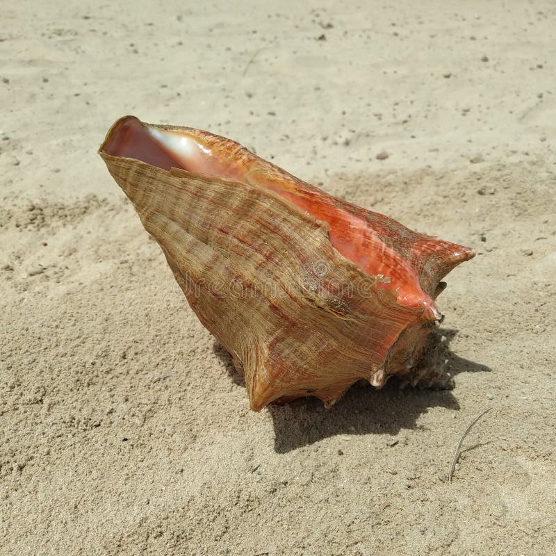 A Large Shell in the Sand. Seashells on the Beach Stock Image - Image ...