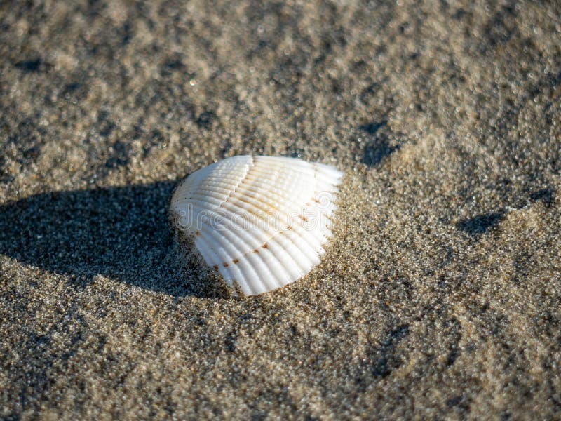 A Large Shell Sits in the Sand on a Beach by Itself Stock Image - Image ...