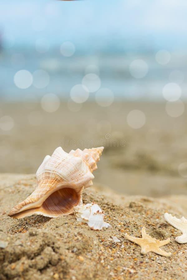 Large shell and starfish stock photo. Image of textured - 75511152