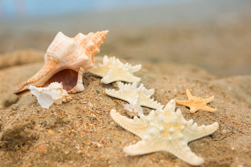 Large shell and starfish stock photo. Image of sand, textured - 75511384