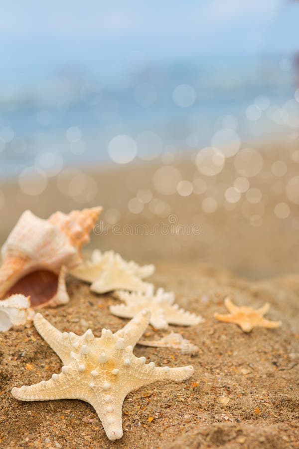 Large shell and starfish stock image. Image of color - 75513577