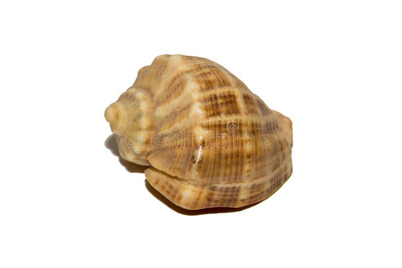 Large Shell on White Background. Isolated on White Background Stock ...
